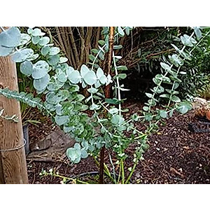 10 Baby Blue Seeds, Silver Leaved Mountain Gum, Powdered Gum, Mountain Silver Seeds - 10 Seeds (Eucalyptus pulverulenta) - Pack of 10 Rare and Viable Seeds - QO Seeds