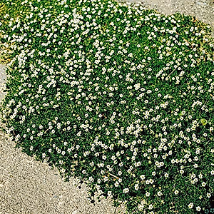 Outsidepride Perennial Irish Moss Low Growing, Mat Forming, Ground Cover Great Between Flagstones - 10000 Seeds