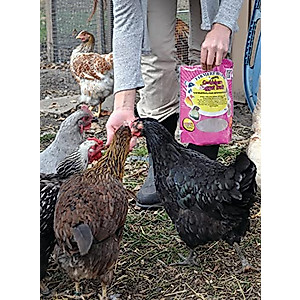 Farmers' Helper Cackleberry Nugget Treat For Chickens, Turkeys, Peafowl, Guinea Fowl, Geese, Pheasants and Ducks, 27 Ounce