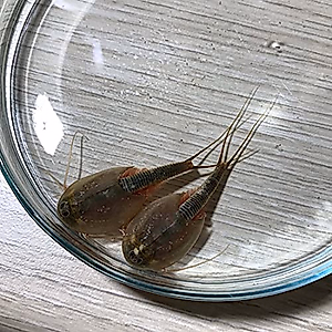 Greenwaterfarm Triops Longicaudatus Eggs for Hatching and Culture Suitable to be Pet and Science Project (Pure 200 Eggs)