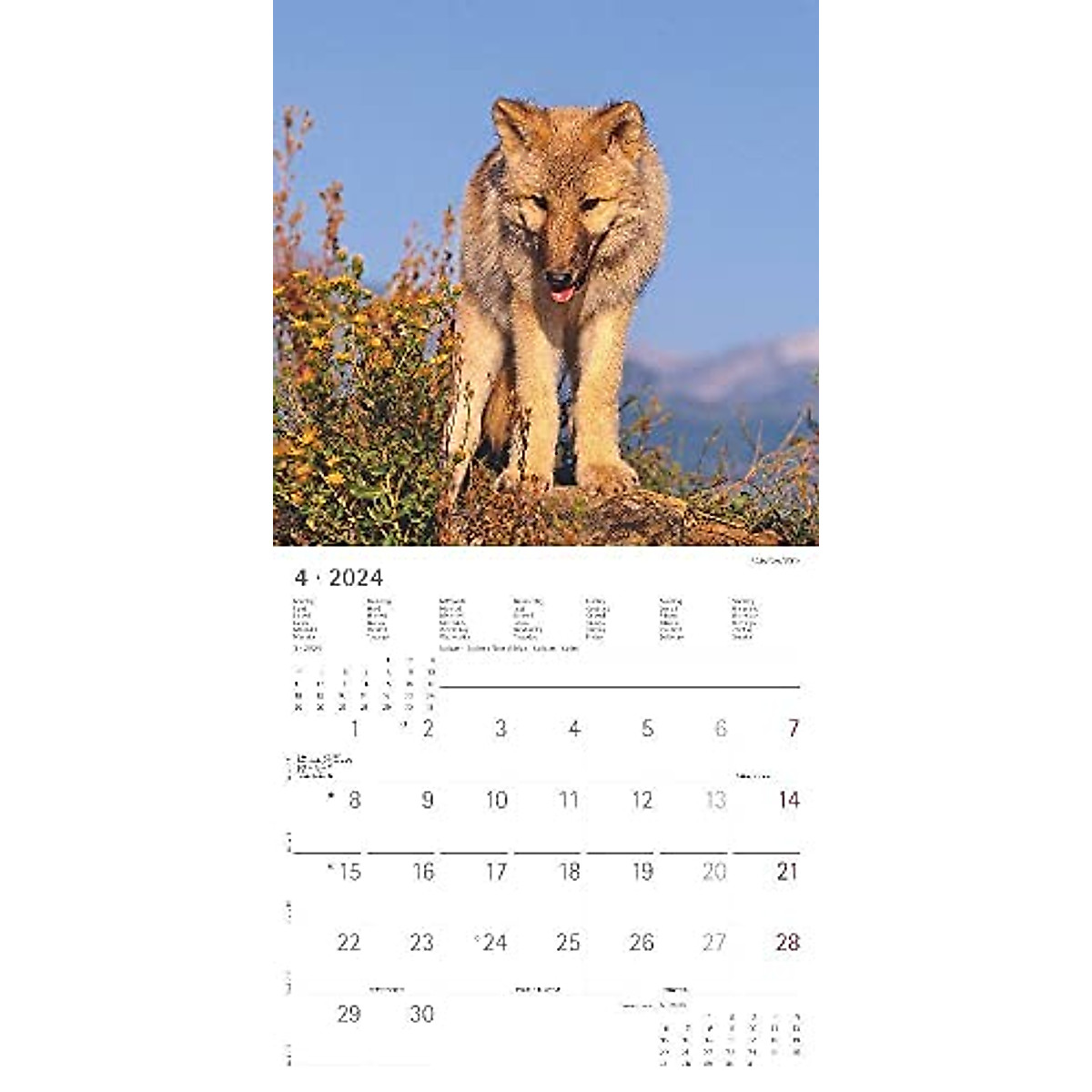 Wolves 2024 Brochure Calendar 30 x 30 cm (30 x 60 Open) Calendar with Space for Notes Wolves Picture Calendar Wall Planner Alpha Edition