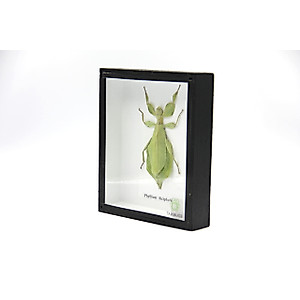 TAXIBUGS Leaf Insect Phylium Sicipholium Genuine Bug Green Brown Taxidermy Butterfly Insect Box Framed Display (Black Wooden Box)