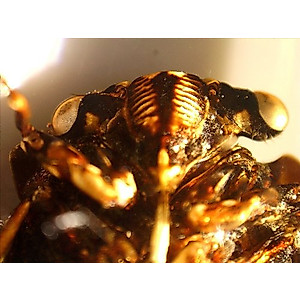 Celestron - 5 MP Digital Microscope Pro - Handheld USB Microscope Compatible with Windows PC and Mac - 20x-200x Magnification - Perfect for Stamp Collecting, Coin Collecting