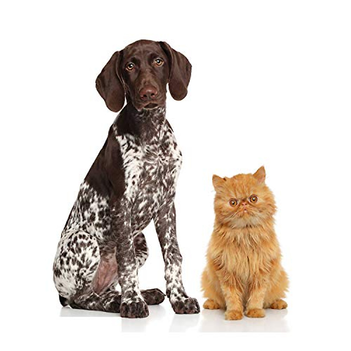 2-in-1 Cassette-to-MP3 Converter Player Recorder - Portable Battery ...