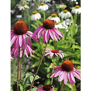 Crochet Collage Garden: 100 patterns for crochet flowers, plants and petals