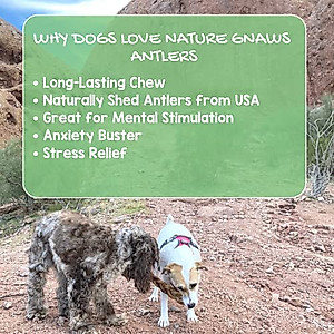 Nature Gnaws Deer Antlers for Small Dogs - Premium Natural USA Antler - Long Lasting Dog Chews for Aggressive Chewers - Mix of Split and Whole - 4-7 Inch