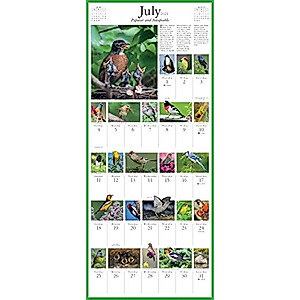 Audubon Songbirds and Other Backyard Birds Picture-A-Day Wall Calendar 2021