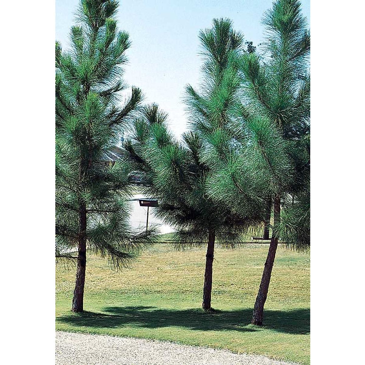 Loblolly Pine Tree | 3 Live Plants | Pinus Taeda | Fast Growing Stately Shade Tree