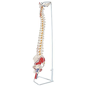 Axis Scientific Painted Flexible Spine Model, 36" Life Size Spinal Cord Anatomy Model Demonstrates Muscle Origins,Insertion Points,Vertebrae, Nerves, Arteries, Lumbar Column, Includes Stand