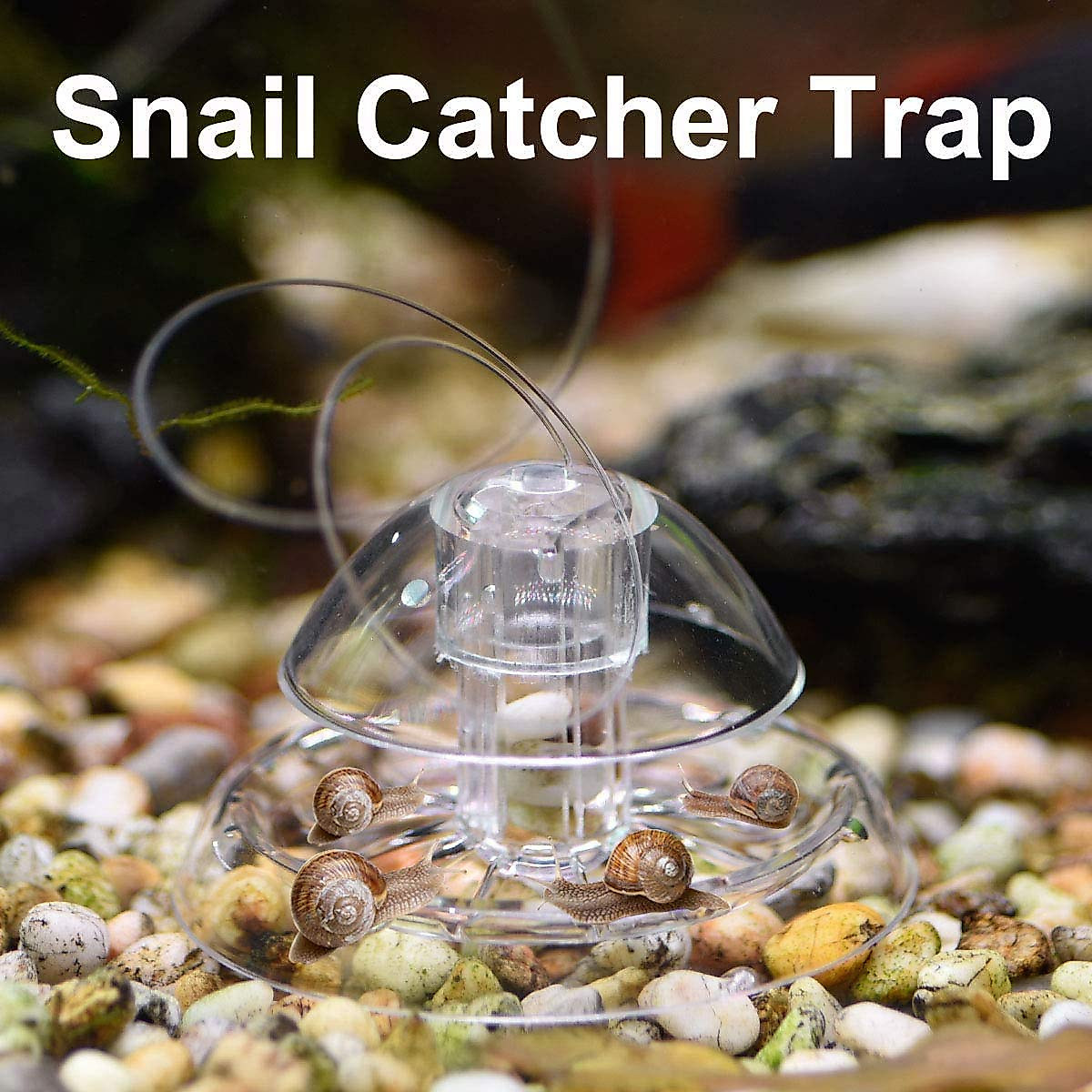 KVSERT 2 Pcs Snail Trap for Fish Tank Aquarium Plastic Clear Snail Trap Planarian Leech Catcher 6cm