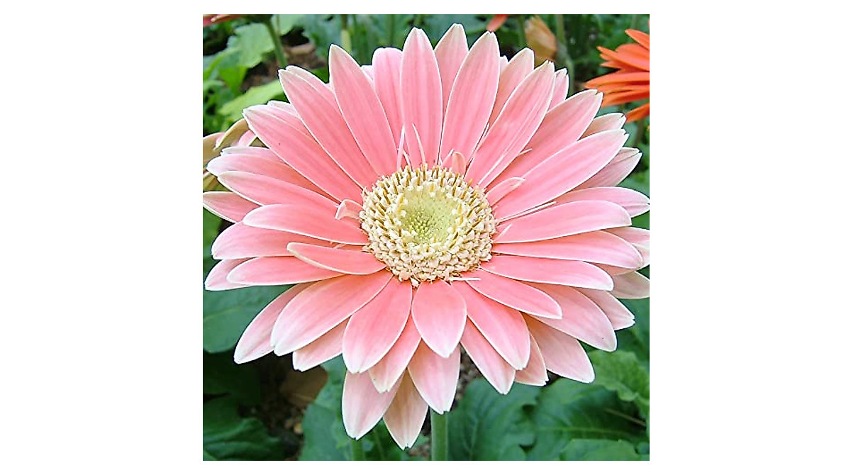 Colorful Gerbera Daisy Seeds for Easy Garden Blooms