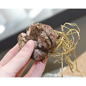 Stargazer Oriental Lilies (12 Pack of Bulbs) - Freshly Dug Flower Bulbs