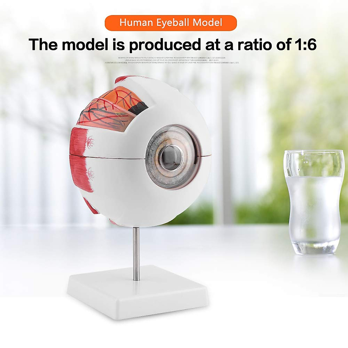 Hilitand 6X Magnification Human Eye Ball Anatomy Model, Anatomical Learning Display Tools