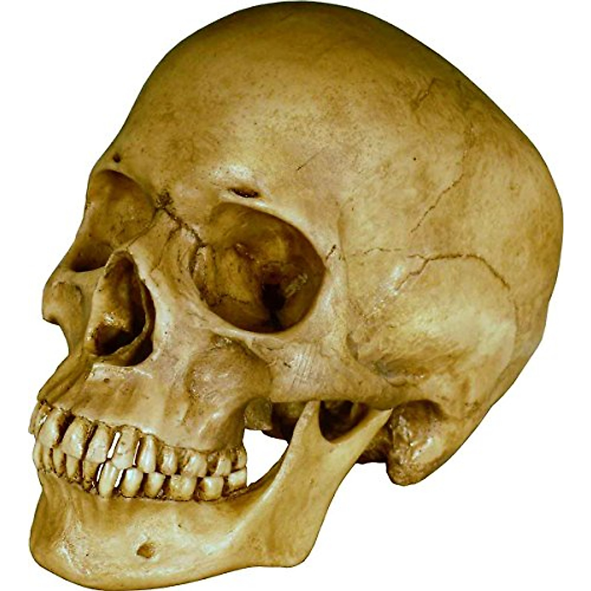 Nose Desserts Life Size Model Human Skull Replica Aged Earth-Brown Relic - Medical Anatomy Reproduction Brand