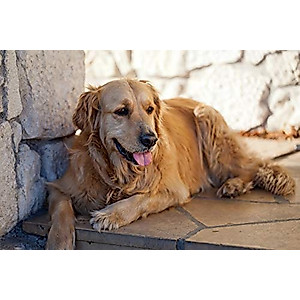 MY LUCKY PETS LLC Dog Stress Bites - Dog Relaxant - STESS and Anxiety Relief Calmer - Advanced Platinum Formula - Valerian Root for Dogs - 1 Bottle (90 Chewable Tablets)