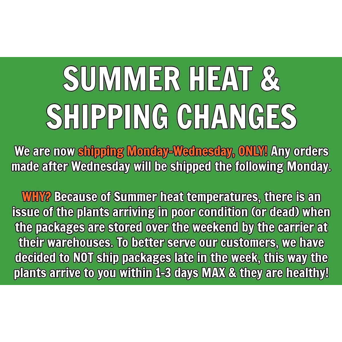 Greenwood Nursery: Live Shrub Plants - Royal Red Butterfly Bush + Buddleja/Buddleia Davidii - [Qty: 2X Pint Pots] - (Click for Other Available Plants/Quantities)