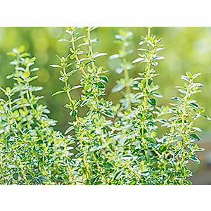 Common Thyme Seeds for Planting, 1000+ Seeds Per Packet, (Isla's Garden Seeds), Non GMO & Heirloom Seeds, Botanical Name: Thymus vulgaris, Great Herb Garden Seeds