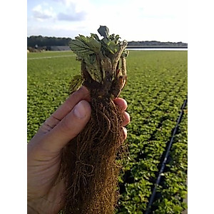 10 Chandler Strawberry Plants - Best southern strawberries, Organic, Junebearing