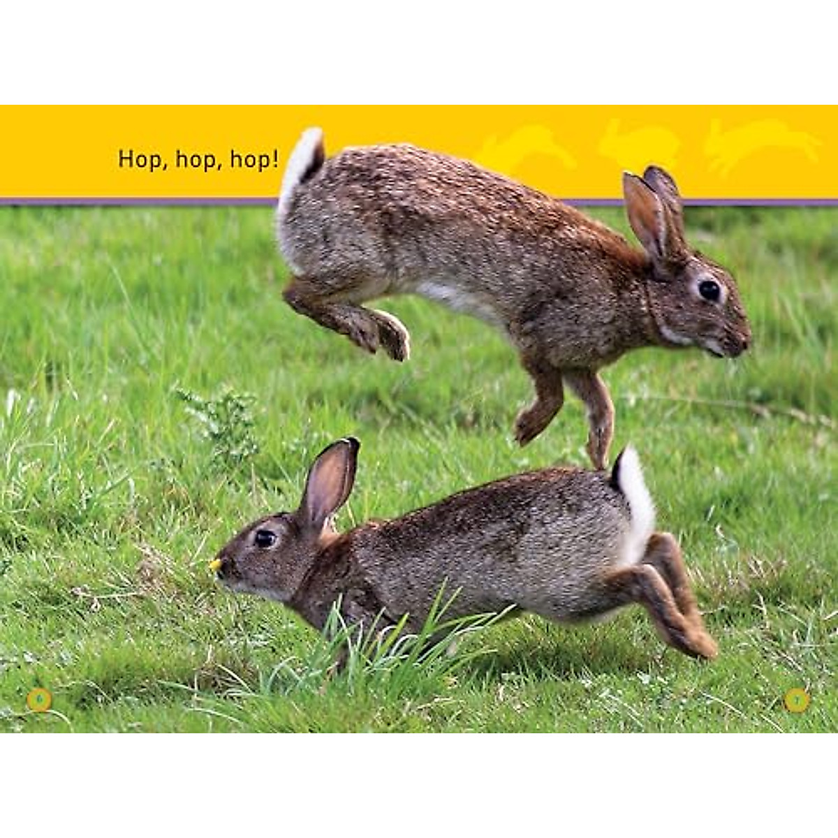 Hop, Bunny! (National Geographic Kids Readers, Pre-Reader): Explore the Forest