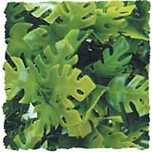 Zoo Med Laboratories SZMBU11 Natural Bushy Amazon Phyllo, Small