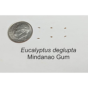 1-1000pcs Rainbow Eucalyptus Tree Seeds Indonesian Gum Mindanao Binacag Sarassa 0128 (25+ Seeds)