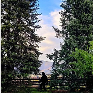 Big Foot Yard Display Over 7ft Tall!!!