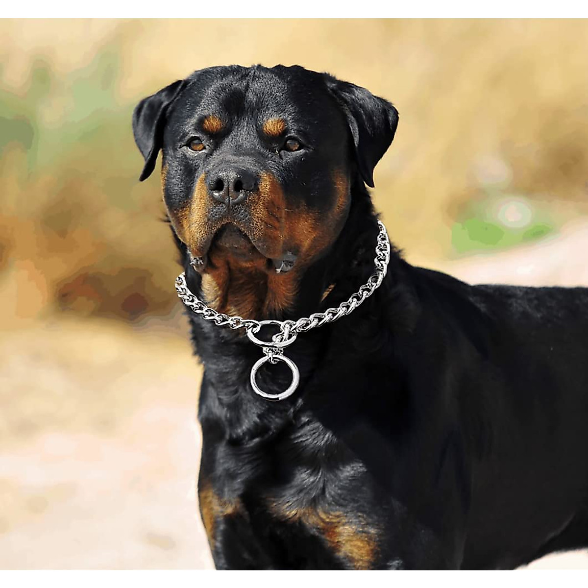 Dog Choke Collar Slip P Chain - Heavy Chain Dog Titan Training Choke Collars - Adjustable Stainless Steel Chain Dog Collars Covered with Galvanic Plating - for Small Medium Large Dogs