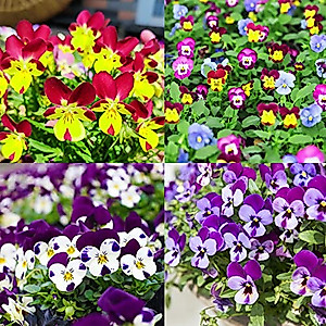 100 Pcs Viola Johnny Jump Up Flower Seeds, King Henry Viola Seeds for Planting (Viola cornuta) Seeds