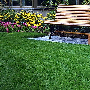 Outsidepride Legacy Fine Fescue Shade Tolerant, Soft, Turf, Lawn Grass Seed Blend - 5 LBS