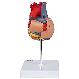 Axis Scientific Heart Model, 2-Part Deluxe Life Size Human Heart Anatomical Replica, 34 Anatomical Structures, 3D Heart Model Anatomy, Magnetic Design, Mounted Display Base, Detailed Product Manual