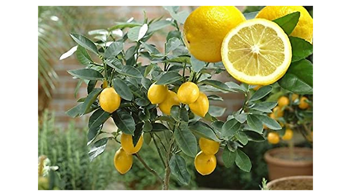 Rare Dwarf Meyer Lemon Tree Seeds - 20 pcs Fruit Plant for Outdoors
