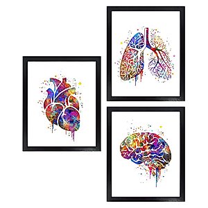 Dignovel Studios Unframed (Set of 3) 8X10 Human Anatomy Watercolor art print set Heart Lung Brain wall prints dnc23