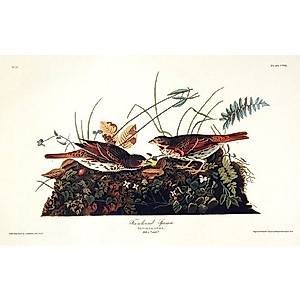 Fox-coloured Sparrow. From"The Birds of America" (Amsterdam Edition)