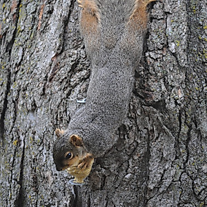 C&S Nut'n Sweet Corn Squirrelog, Single Pack Refill