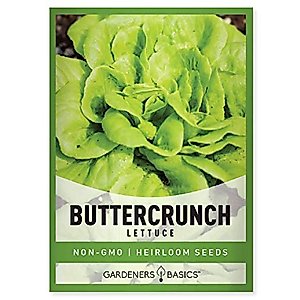 2000+ Buttercrunch Lettuce Seeds for Planting - Butterhead Boston Bibb Heirloom, Non-GMO Vegetable Variety- 2 Grams Seeds Great for Spring, Summer, Winter Garden and Hydroponics by Gardeners Basics
