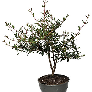 Punica granatum 'Nana', Dwarf Pomegranate, Carthaginian Apple, Dwarf Pomegranate Bonsai Tree, compact flowering tree, flowering and fruiting, ContainerSize: 3" (2.6x3.5")