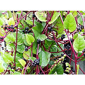 Gaea's Blessing Seeds - Red Malabar Spinach Seeds - Non-GMO Seeds with Easy to Follow Planting Instructions - Heirloom Red Stemmed Malabar - 93% Germination Rate