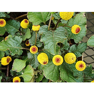 Toothache Plant Seeds to Grow - 150+ Seeds of This Exotic Wonder - Buzz Button Edible Flower Seeds