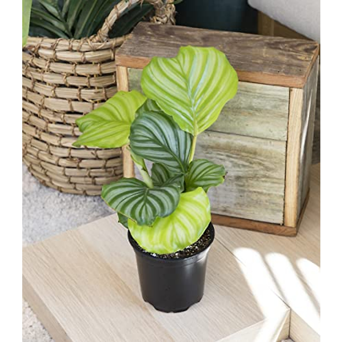 Calathea Plant Live Prayer Plant Live Indoor Plant, Calathea Live Plant Live House Plant Live Plants Indoor, Live Indoor Plants Live Houseplants Live Prayer Plants Live House Plants by Plants for Pets