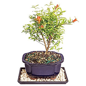 Brussel's Live Dwarf Pomegranate Indoor Bonsai Tree - 5 Years Old; 8" to 12" Tall with Decorative Container, Humidity Tray & Deco Rock