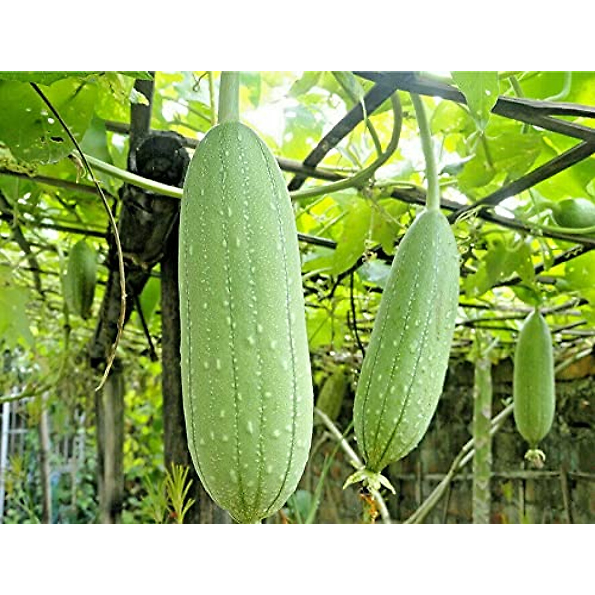 VAACNEE 30 Seeds of Loofah Gourd Sponge (Luffa Aegyptiaca) Annual Plant