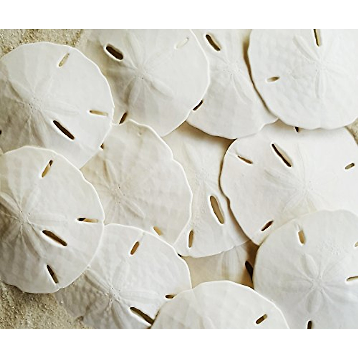 White Sand Dollars 2.5"-3" - 10pcs - Wedding Seashell Craft - Hand Picked and Professionally Packed by Tumbler Home