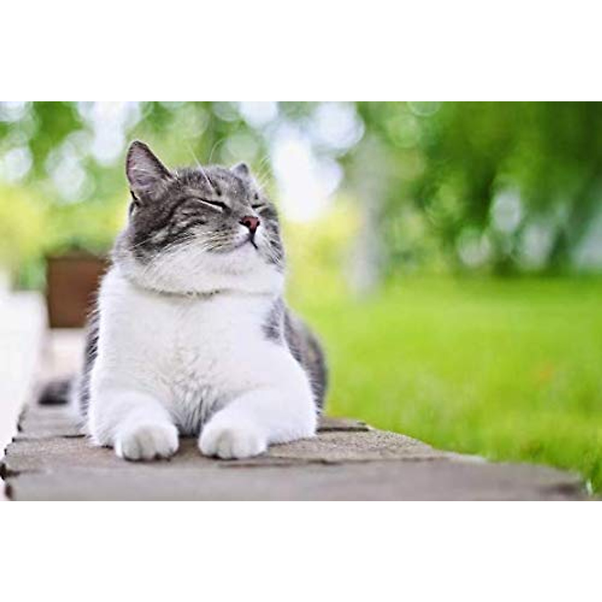 cat Healthy Skin and Fur - CAT Ultra Vitamins - Essential Minerals and NUTRIENTS - Immune Support - Hair and Coat Health - Calcium for Cats - 3 Bottles (270 Chewable Tablets)