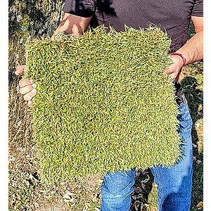 Zoysia Sod Slab for Plugs