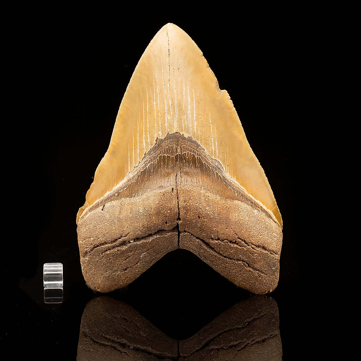 Megalodon Tooth // 6" High // Ver. 2