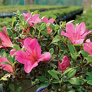 Brussel's Bonsai - Azalea Bonsai