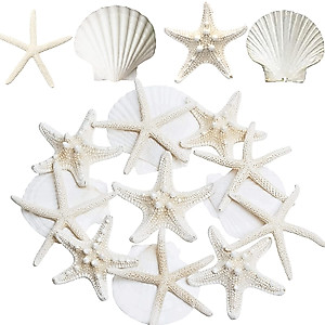 JQAQJU 3-4 Inches Large Starfish and Scallop Shells for Crafts 12PCS, Natural Beach Sea Shells for Crafting, Baking Shells Perfect for White Christmas Decor Beach Party Wedding Fishtank DIY Crafts