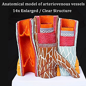 Removerable Teaching Model Human Blood Vessels Model 14 X Enlarged Anatomy Model Arteriovenous Cardiovascular Model Medical Teaching Anatomy