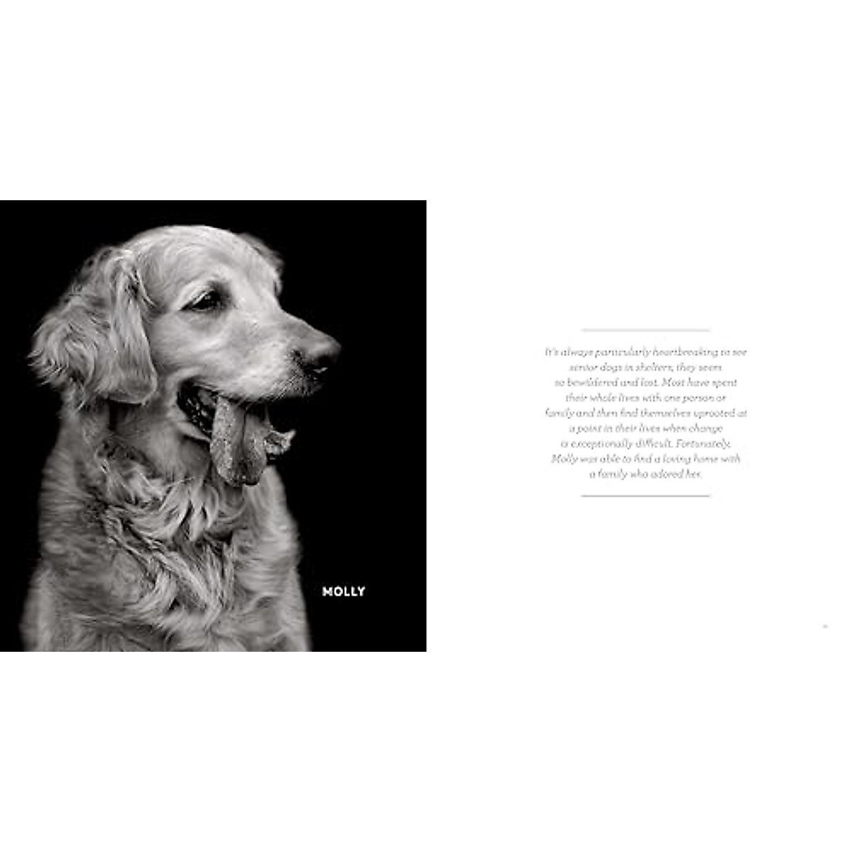 Finding Home: Shelter Dogs and Their Stories