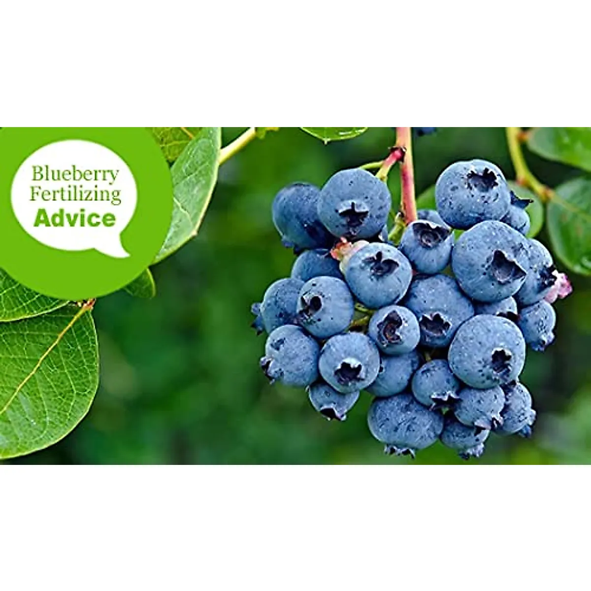 Blueberry Bush Granular Sulfur Fertilizer ( Soil Acidifier ) - 50 Lbs..